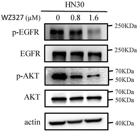 Dual Targeting Compound Its Preparation Method And Application Eureka Patsnap