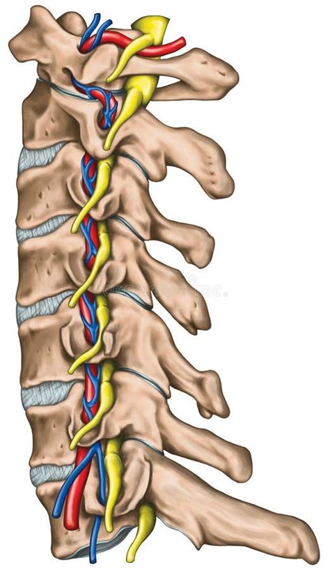 Lateral Topographic Relationship Of The Spinal Nerve And Vertebral Artery Stock Illustration