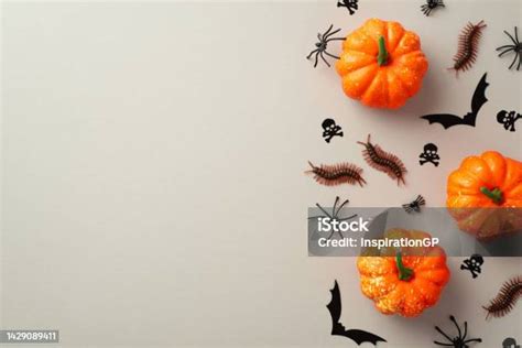 할로윈 개념 호박 박쥐 두개골이 교차 된 뼈 실루엣 지네와 거미의 탑 뷰 사진 카피 스페이스가있는 고립 된 회색 배경에 10월에 대한 스톡 사진 및 기타 이미지 Istock