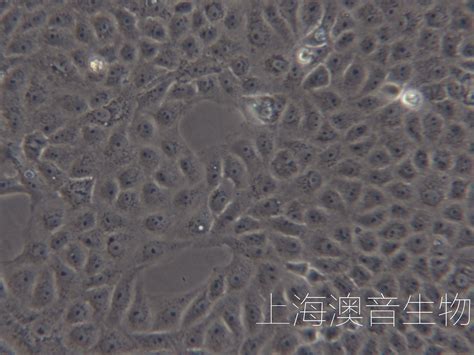 Vero C1008 E6 非洲绿猴肾细胞 企业官网