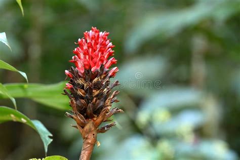 Flores Y Plantas En La Selva Tropical De Sinharaja De Sri Lanka Foto De