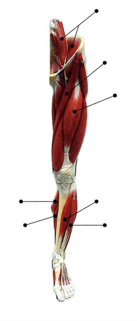 Anterior Leg Muscles Diagram Quizlet