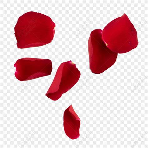 로맨틱 장미 꽃잎붉은 꽃잎꽃들빨간 Png 일러스트 무료 다운로드 Lovepik