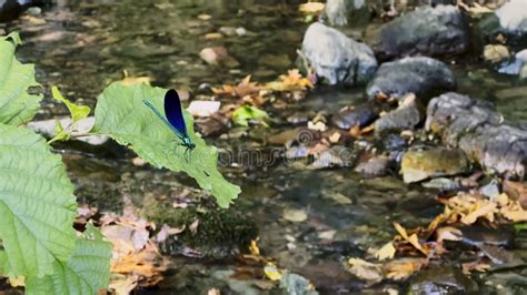 Dragon Fly Helicopter Bug On Green Leaf Stock Footage Video Of