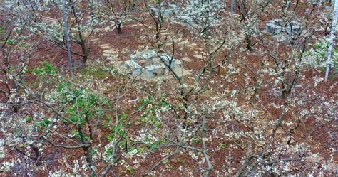 鲁甸：万亩樱桃花盛开 醉了游客富了民小寨镇旅游节种植