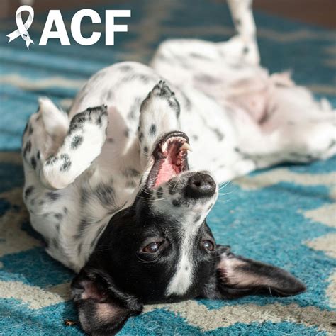 Animal Cancer Foundation Acf On Linkedin November Is Stomach Cancer