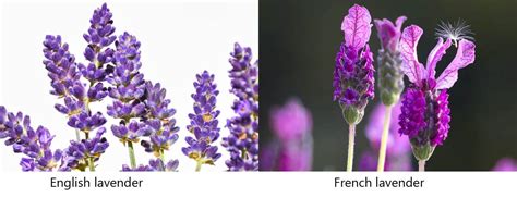 English Vs French Lavender What Is The Difference Botany World