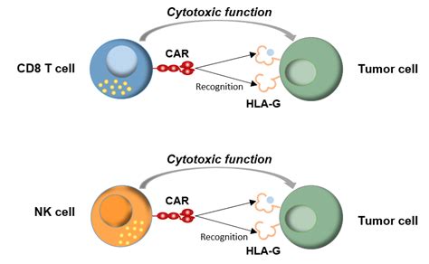 Hla G Platform Invectys