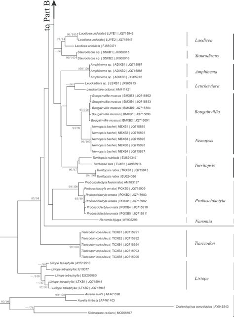 maximum likelihood cluster diagram based on mtdna 16s with the tree