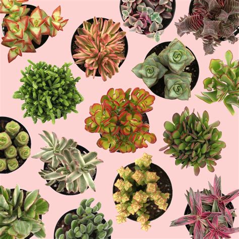 Crassula Ovata Crosbys Compact Leaf And Clay