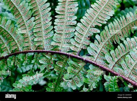 Cyrtomium fortunei var. clivicola Stock Photo - Alamy