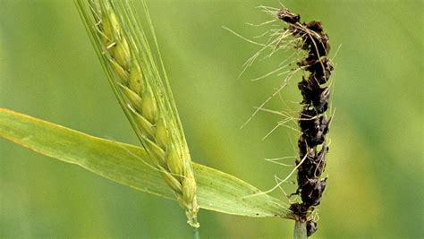 Wheat Disease Detect Object Detection Dataset And Pre Trained Model By