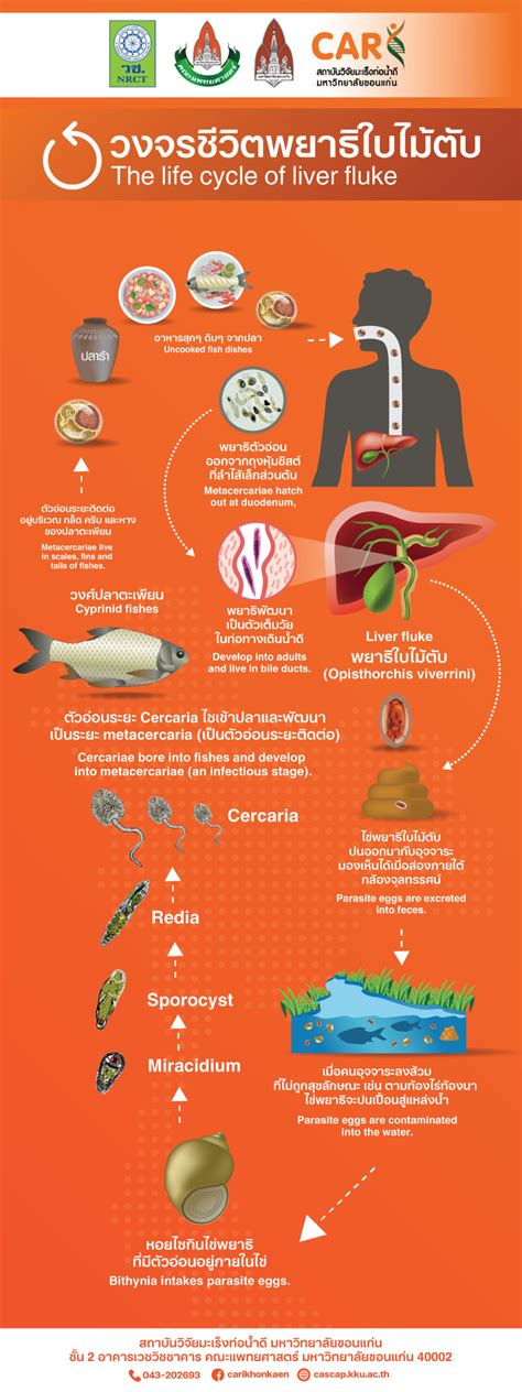 วงจรชีวิตพยาธิใบไม้ตับ สำนักหอสมุด มหาวิทยาลัยขอนแก่น
