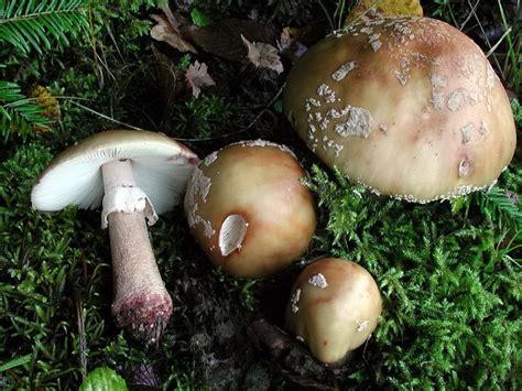 Champignon Amanita Rubescens