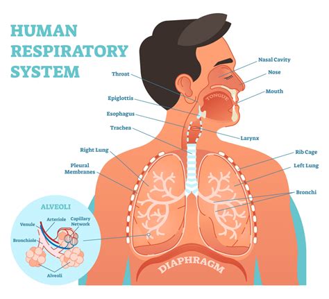 Respiratory System