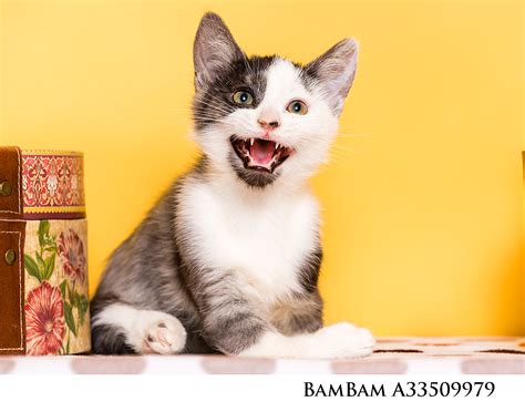 The Nevada Humane Society Blog