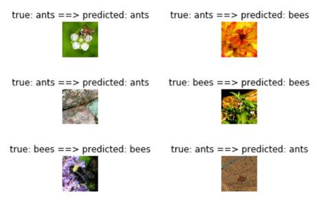 pytorch实现迁移学习 范范