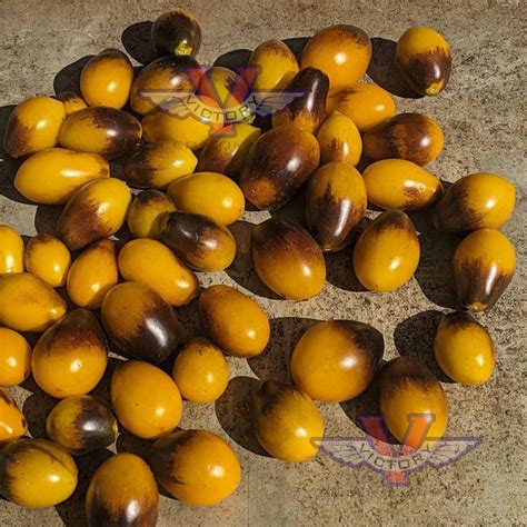 Dwarf Mignonne Tomato Victory Seed Company