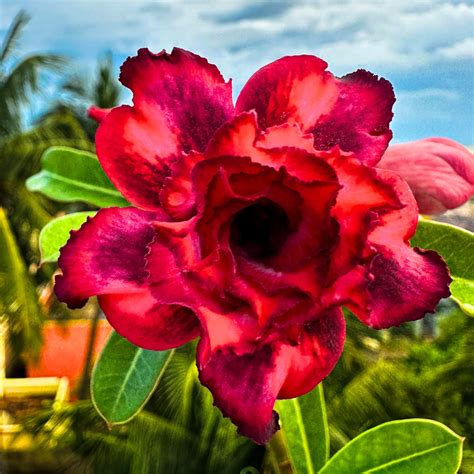 Buy Live Plants Online In India Healthy Vibrant Plants For Home