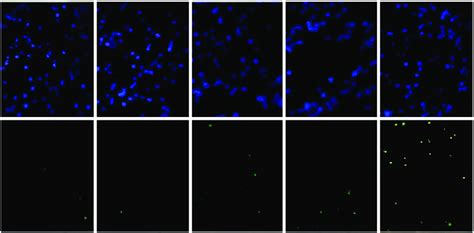 Apoptosis Tunel Plot ×40 A Blank Group B Positive Control