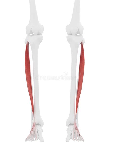 The Extensor Digitorum Longus Stock Illustration Illustration Of Orthopedic Insertion 141756323