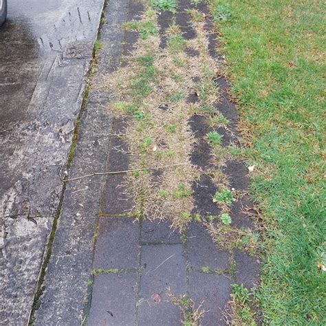Weed Control How To Get Rid Of Stubborn Grass From Interlocking