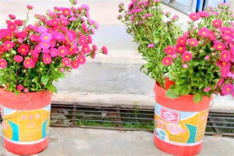မိုင်းယောင်းမြို့၌ ဂန္ဓမာပန်း စိုက်ပျိုးရောင်းချသူများ နေ့စဉ် ဝင်ငွေရရ