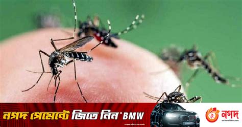 মশার উপদ্রব থেকে বাঁচতে বাড়িতে যেসব গাছ লাগাবেন