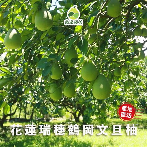 後山 ． 山後 花蓮瑞穗鶴岡文旦柚 50年老欉！優先搶購～ 食源縱谷 文旦柚購買連結。reurlccerx6ga