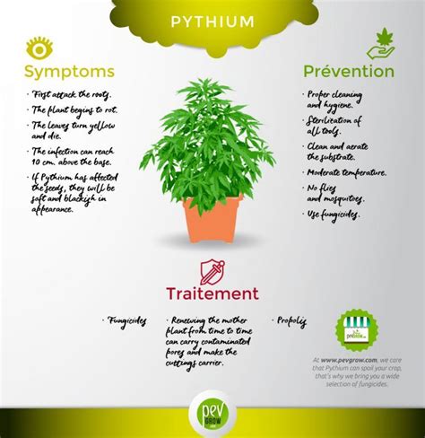 What Is Pythium Causes And Prevention Of This Fungus