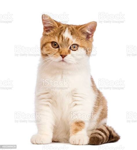 영국 Shorthair 고양이 새끼 휴식 및 루킹 유클리드의 카메라 0명에 대한 스톡 사진 및 기타 이미지 0명 갈색