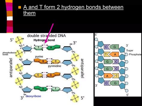 Dna Structure Lesson Ppt