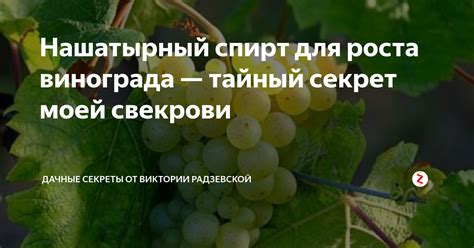 Нашатырный спирт для роста винограда — тайный секрет моей свекрови
