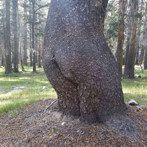 Trees That Look Like Well Butts