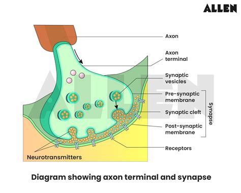 Electrical Synapse Introduction Types And Faqs