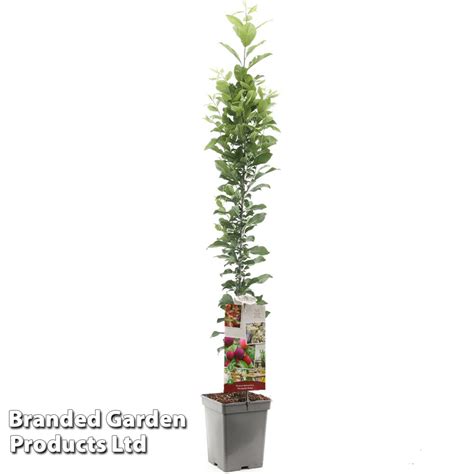 Plum Mirabelle Ruby Column Thompson And Morgan
