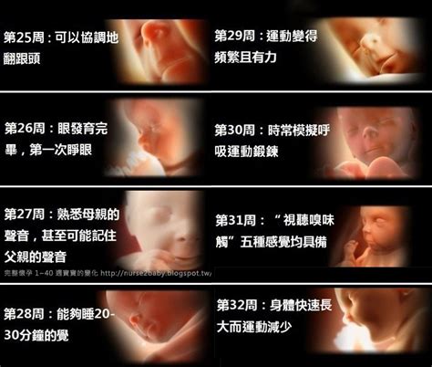 子宮內日記．胚胎發育常識 送子鳥生殖中心