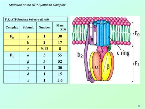 Ppt Biochemistry 3070 Powerpoint Presentation Free Download Id4397222