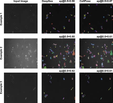 Three Examples Of Segmentation Outputs Deepsea Output Middle Column