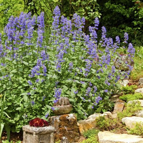 Bulk Catnip Seeds Bulk Seed Store