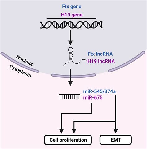 Frontiers Diversity Of Dysregulated Long Non Coding Rnas In Hbv