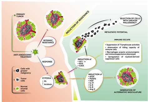 Effect Of Anti Angiogenic Therapy On Cancer Some Tumors Are