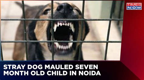 Seven Year Old Infant Mauled To Death By Stray Dog In Noida Incident