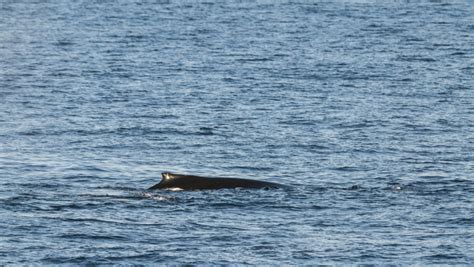 Ballena a sus anchas en Acapulco VIDEO México Desconocido