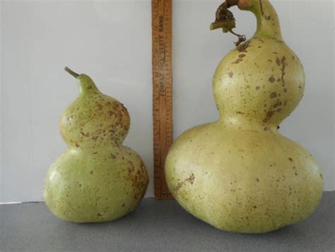 Indonesian Bottle Gourd Seed Benjamins Landing