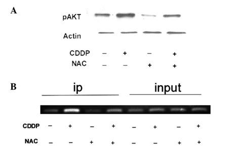 A HCT 116 Cells Were Treated With 60 Mg Ml CDDP And 33 Mg Ml NAC