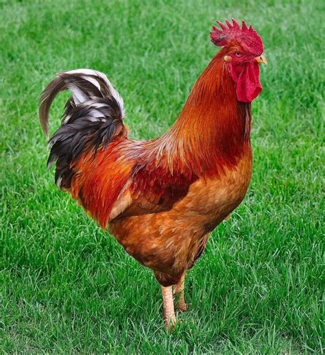 Rhode Island Red Chicks Wholesale Price And Mandi Rate For Rir Chicks