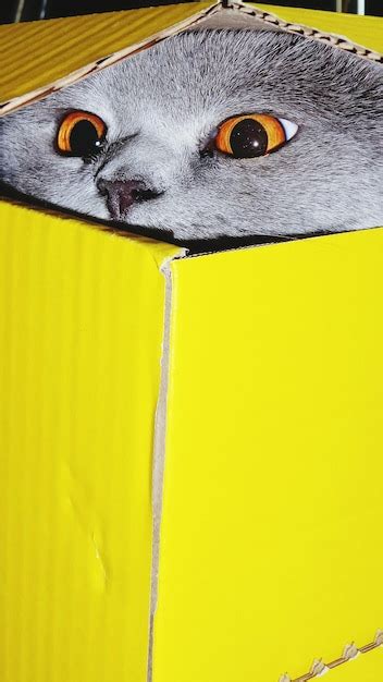 Imágenes De Fondos Gato Meme Descarga Gratuita En Freepik