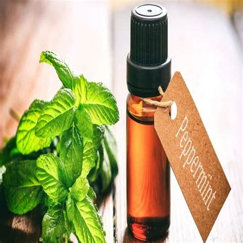 Natural Peppermint Essential Oil Mentha Piperita 1 Kg At Rs 2800kg In