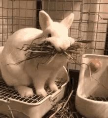Bunny Rabbit Bunny Rabbit Kiss Discover Share Gifs Artofit